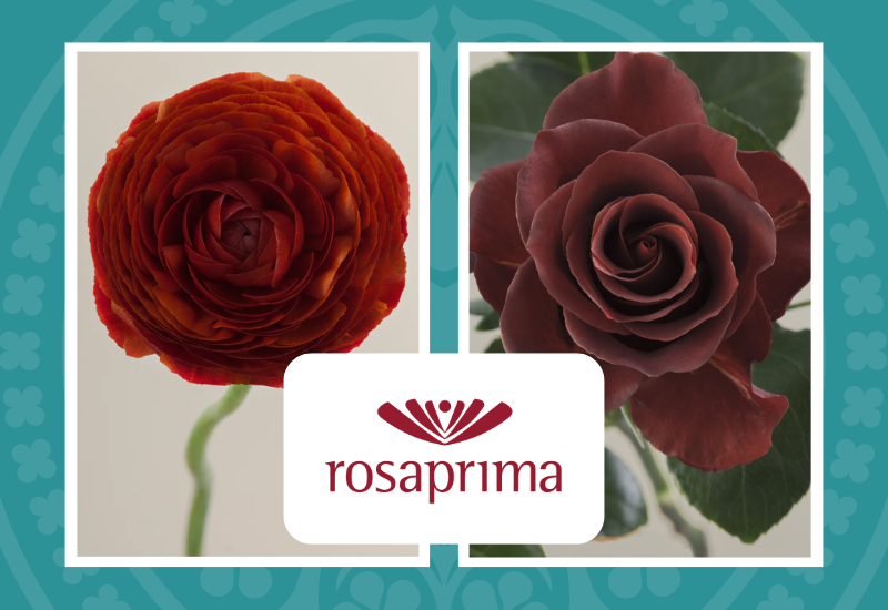 Ignite Your Creativity for Autumn with These New Rosaprima Blooms of the Season
